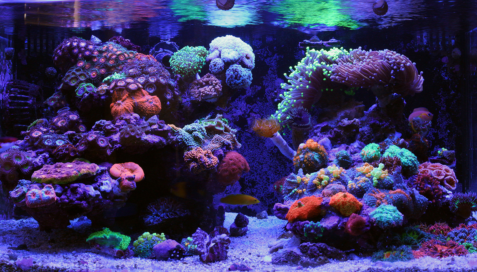 Saltwater Reef Tank Aquarium Setup DIY